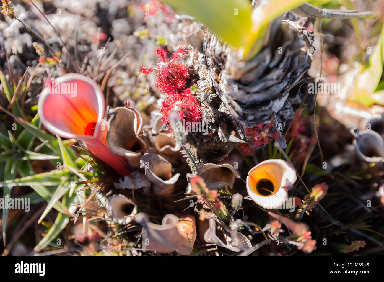 Carnivorous Pitcher Plant, Heliamphora nutans, Mount Roraima, Canaima ...