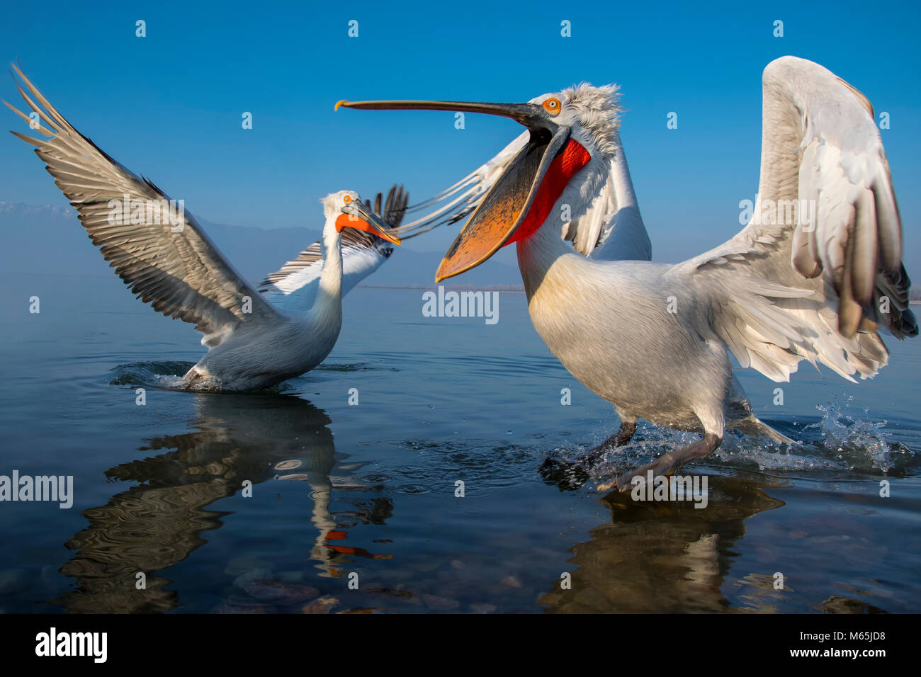 Pelican fish beak hi-res stock photography and images - Alamy