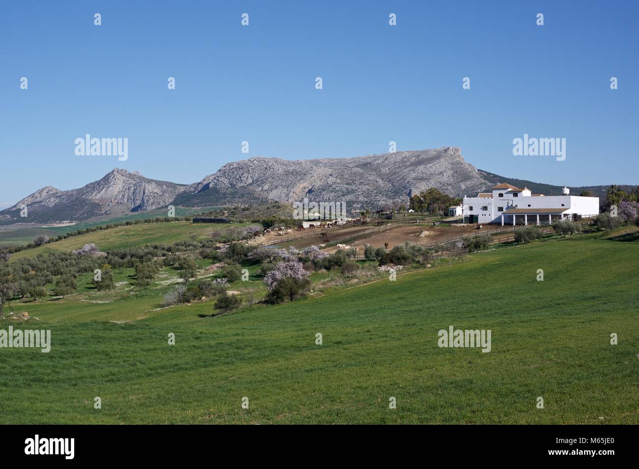 Andalusian horse ranch, Rancho Los Angeles, Malaga Province Stock Photo ...