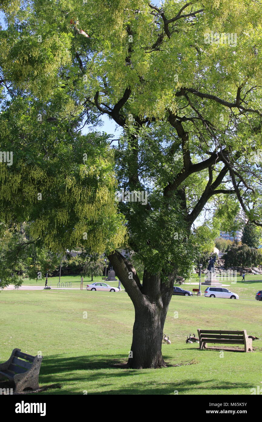 There are many things to do in a park Stock Photo - Alamy