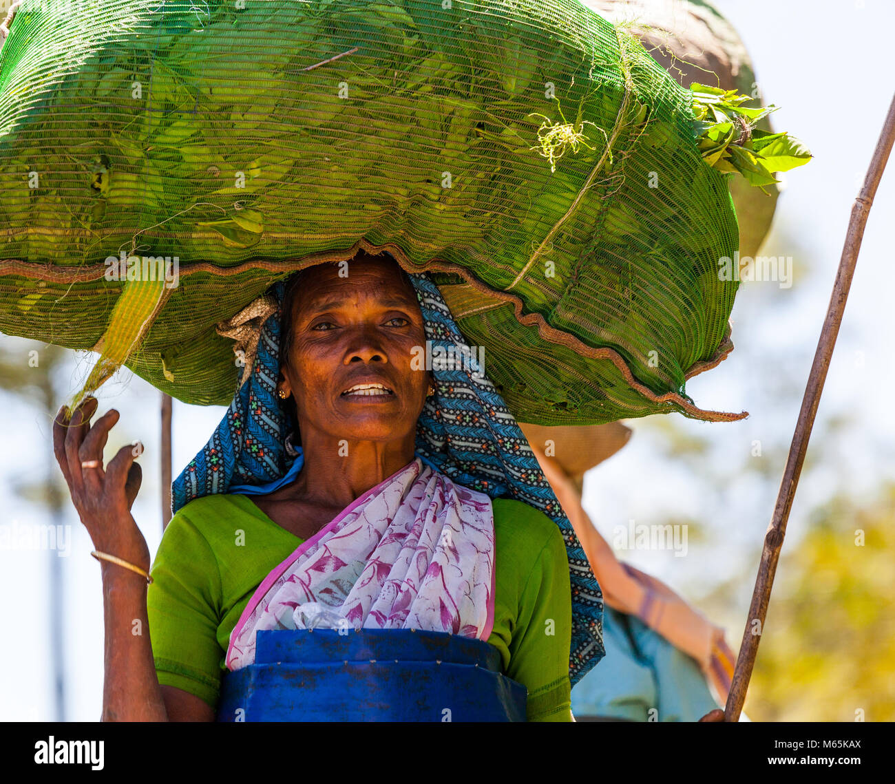 Indian tea picker hi-res stock photography and images - Alamy