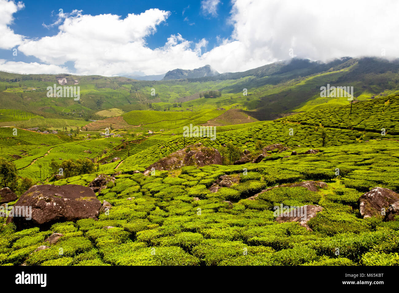 Tea fields india hi-res stock photography and images - Alamy