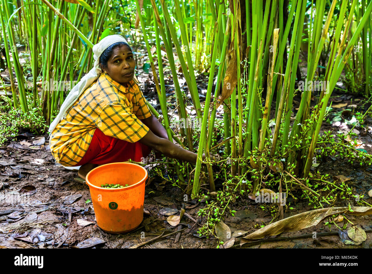 Kerala plants hi-res stock photography and images - Alamy