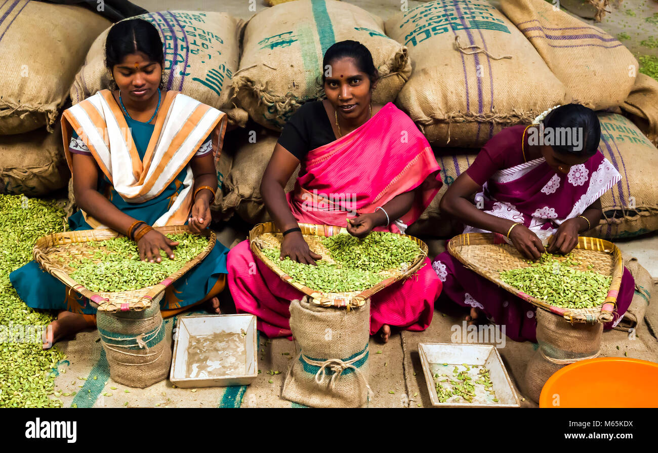 Cardamom pickers and grading of cardamom, near Thekkady in Periyar ...
