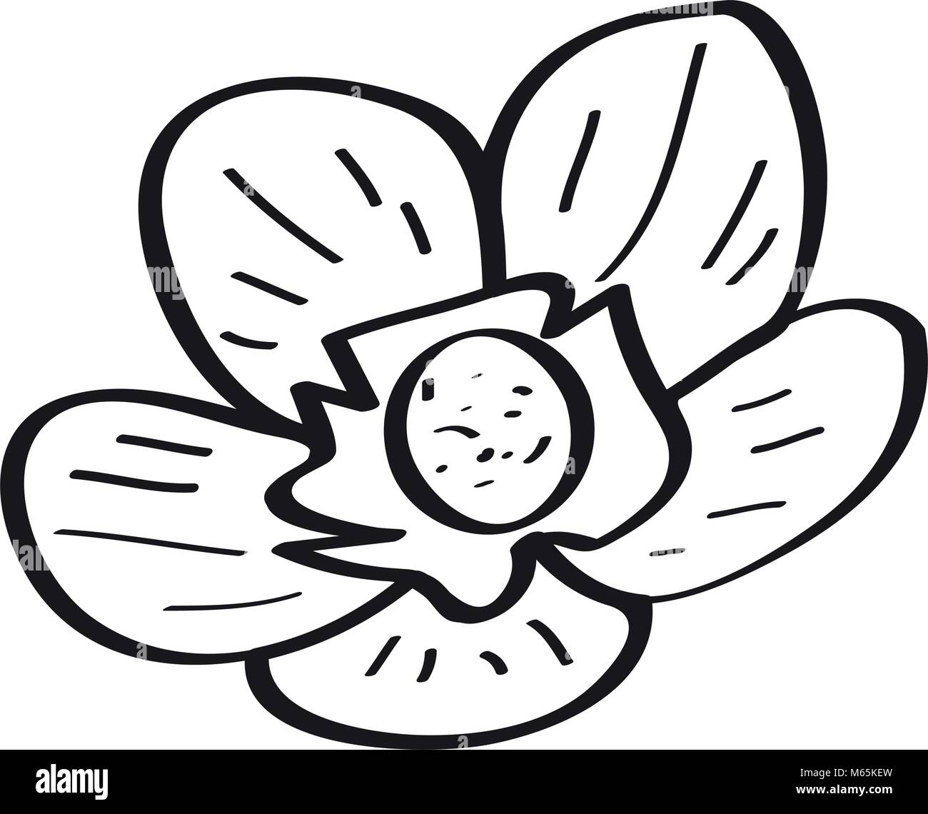 Drawing of a flower Stock Vector Image & Art - Alamy