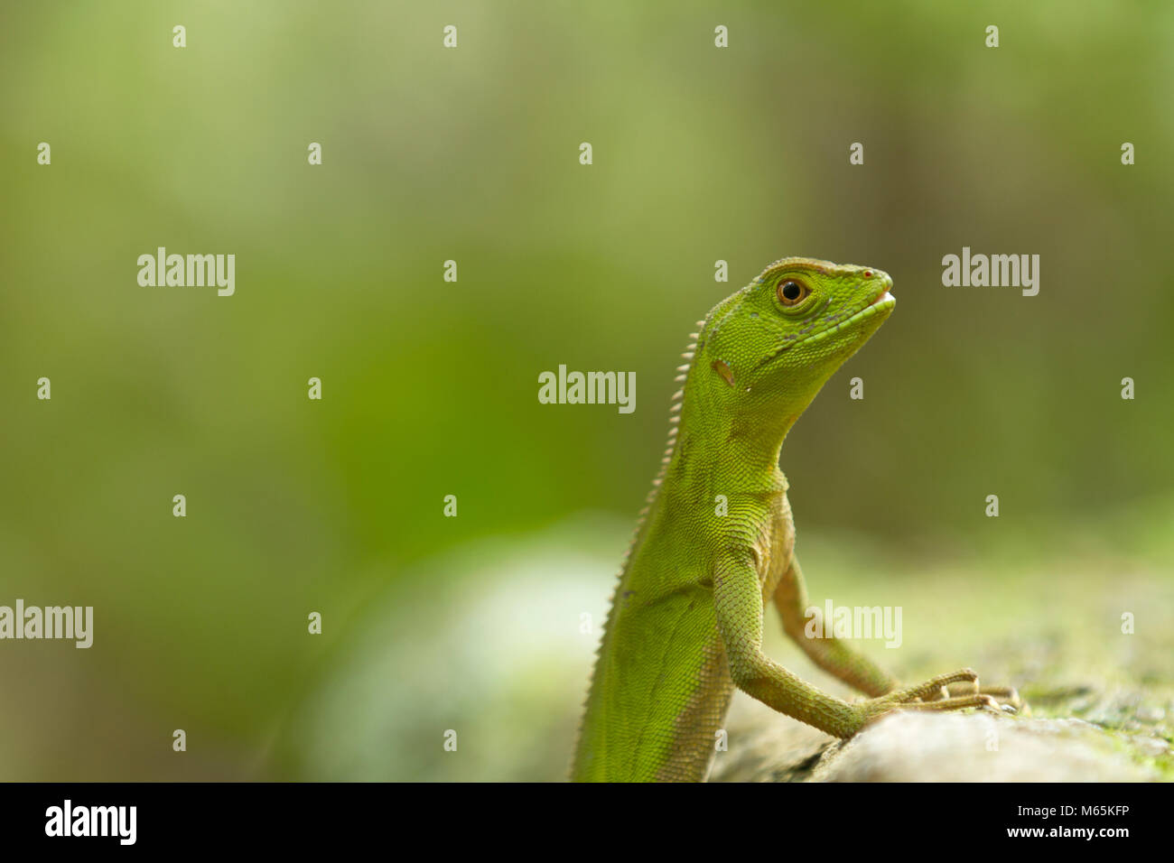Green Lizard In The Wild Stock Photo - Alamy