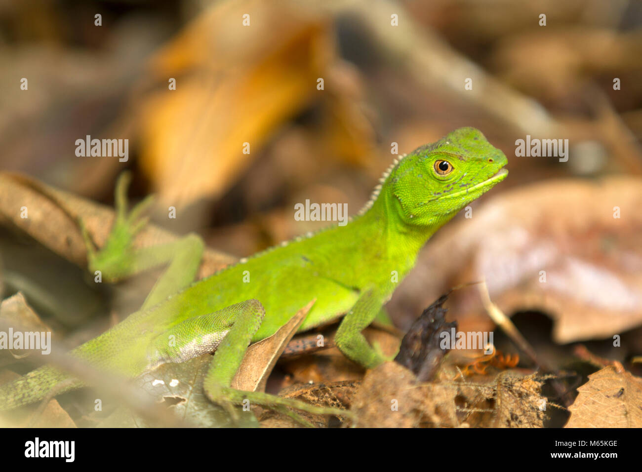Green Lizard In The Wild Stock Photo - Alamy