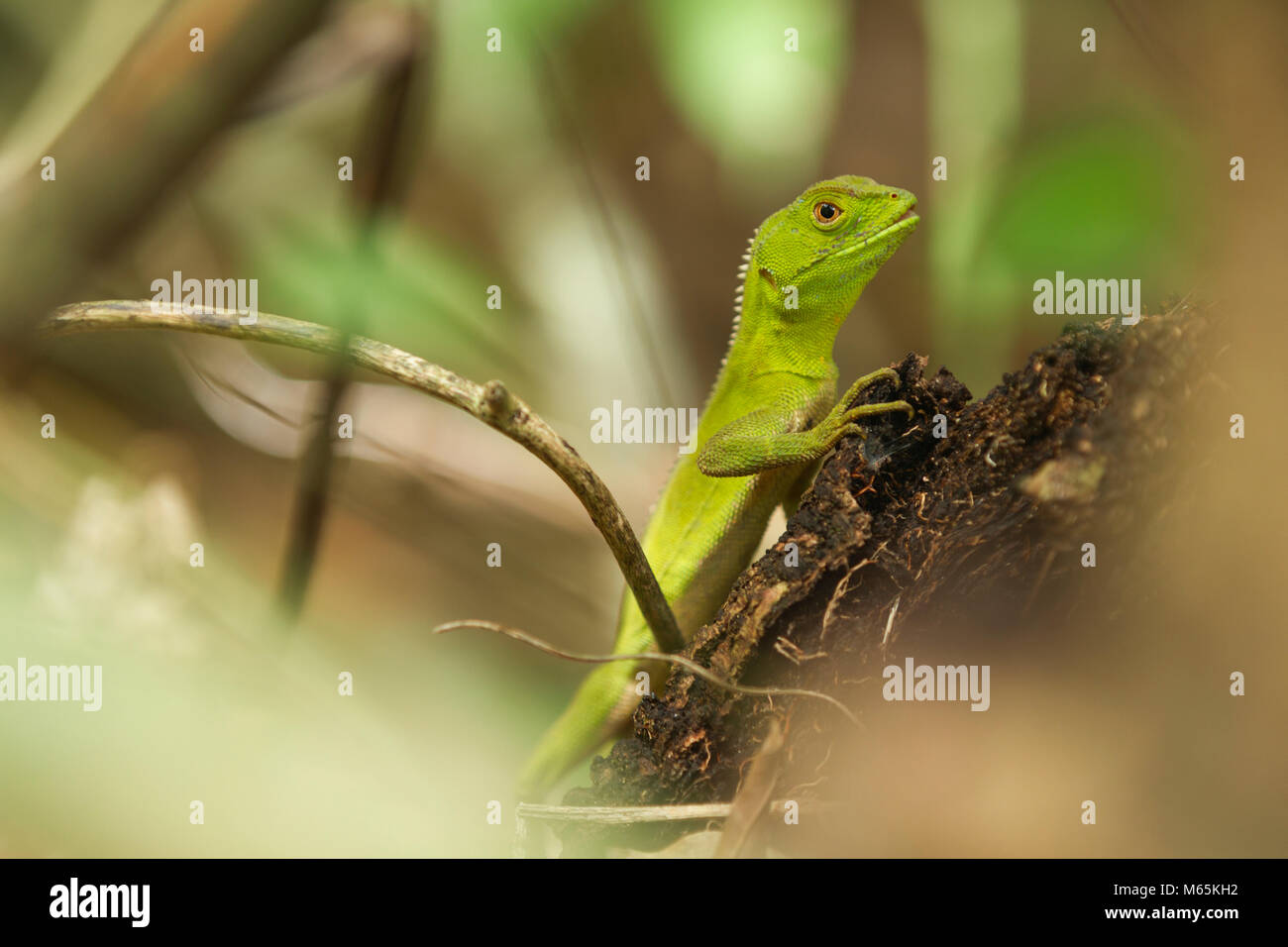 Green Lizard In The Wild Stock Photo - Alamy