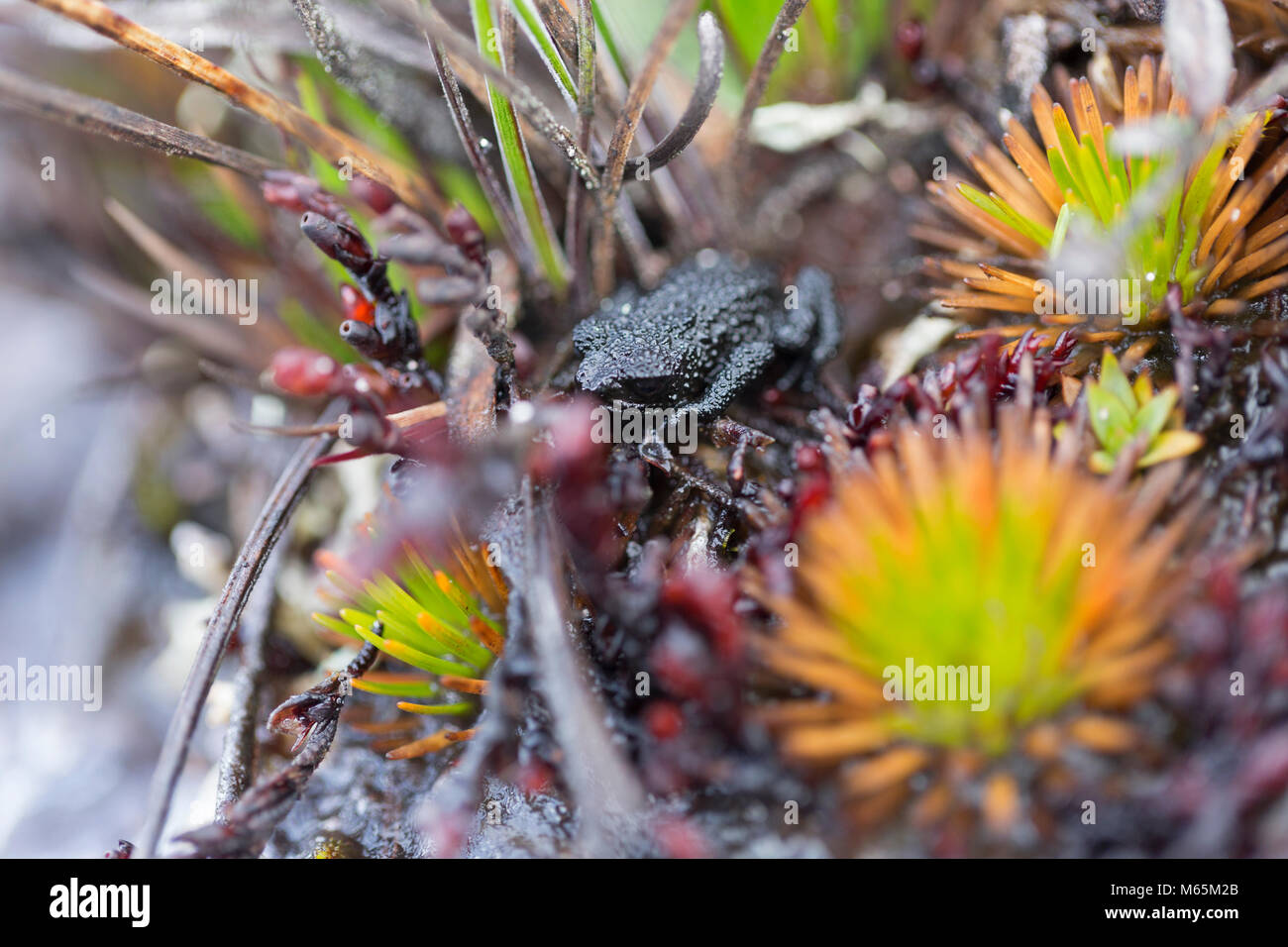 Frog on Mount Roraima in Venezuela ( Oreophrynella quelchii), Canaima ...