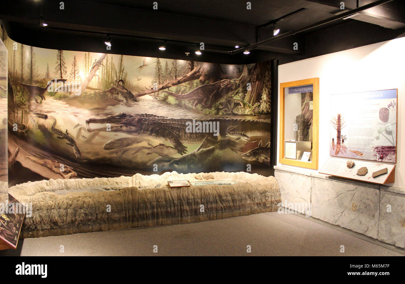 Rainbow forest museum hi-res stock photography and images - Alamy