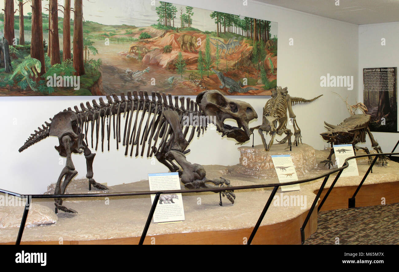 Rainbow forest museum hi-res stock photography and images - Alamy