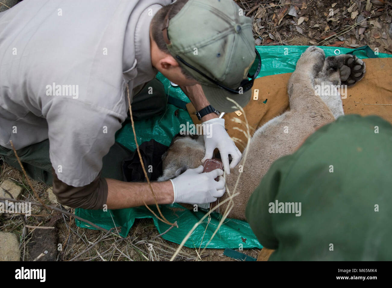 Affixing hi-res stock photography and images - Alamy