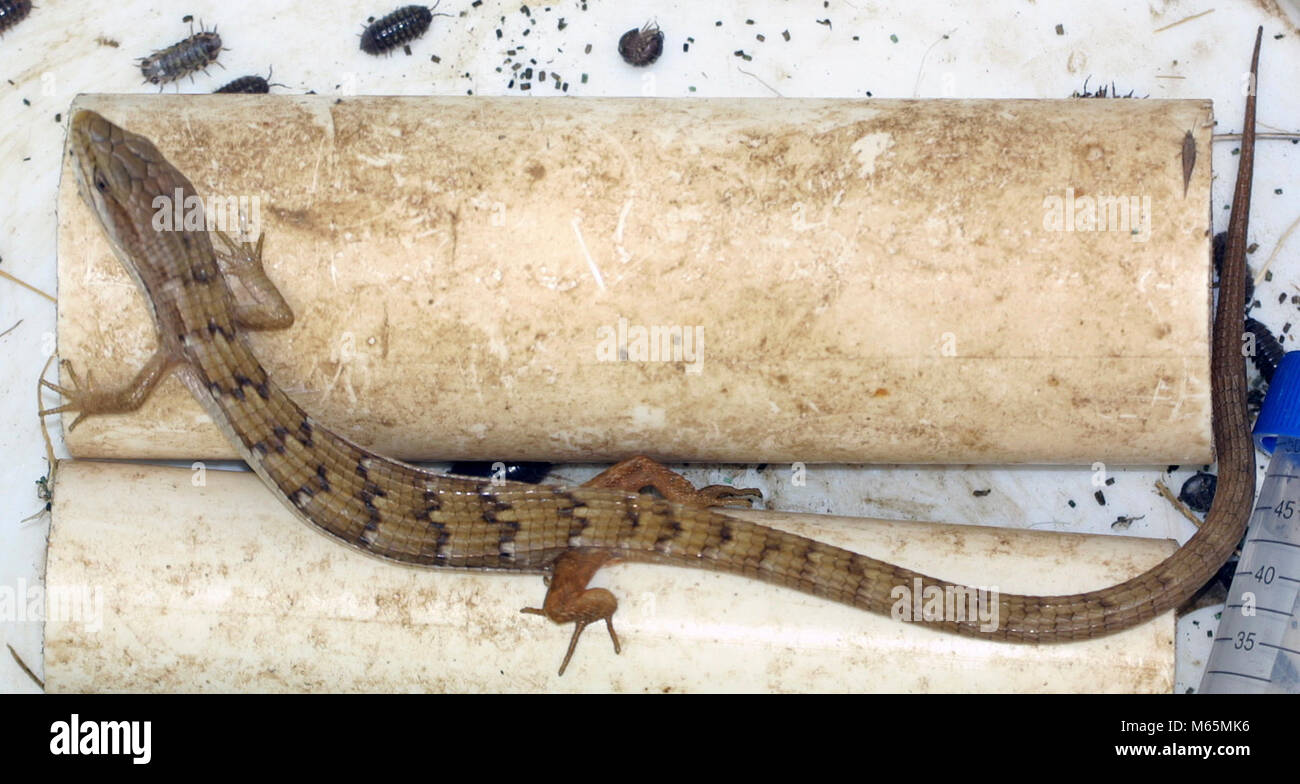 Alligator Lizard. These lizards are known their courageous self-defense ...