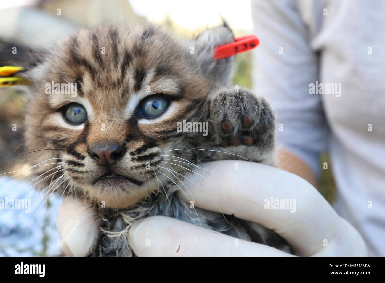 B327. Our biologists recently ear-tagged these adorable 3-4-week-old ...