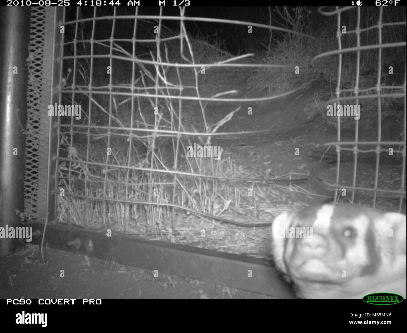 Badger at the One-Way Gate. A badger at the eastern one-way gate near ...