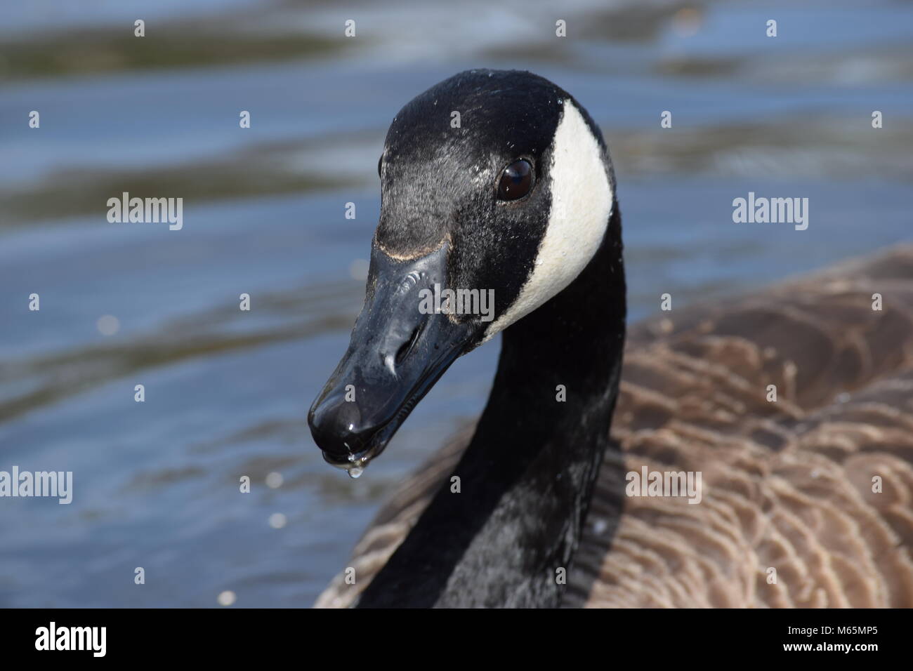 Just A Duck Stock Photo - Alamy