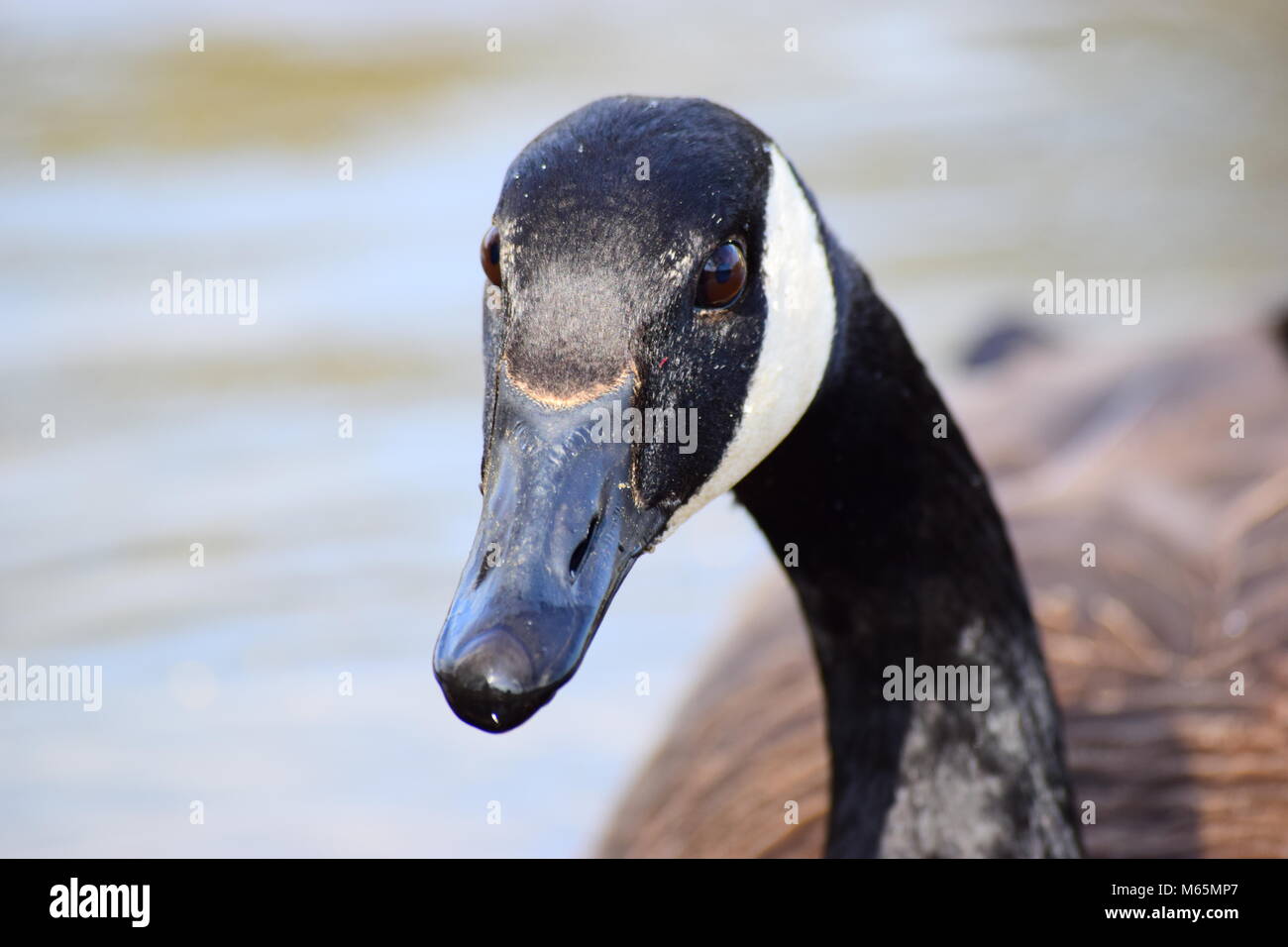 Just A Duck Stock Photo - Alamy