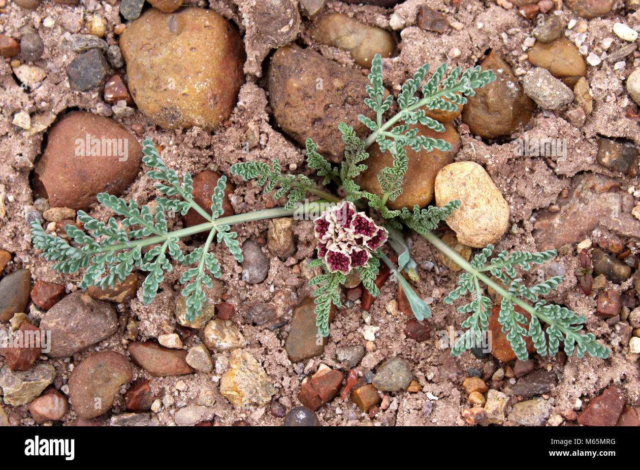 Desert biscuitroot hi-res stock photography and images - Alamy