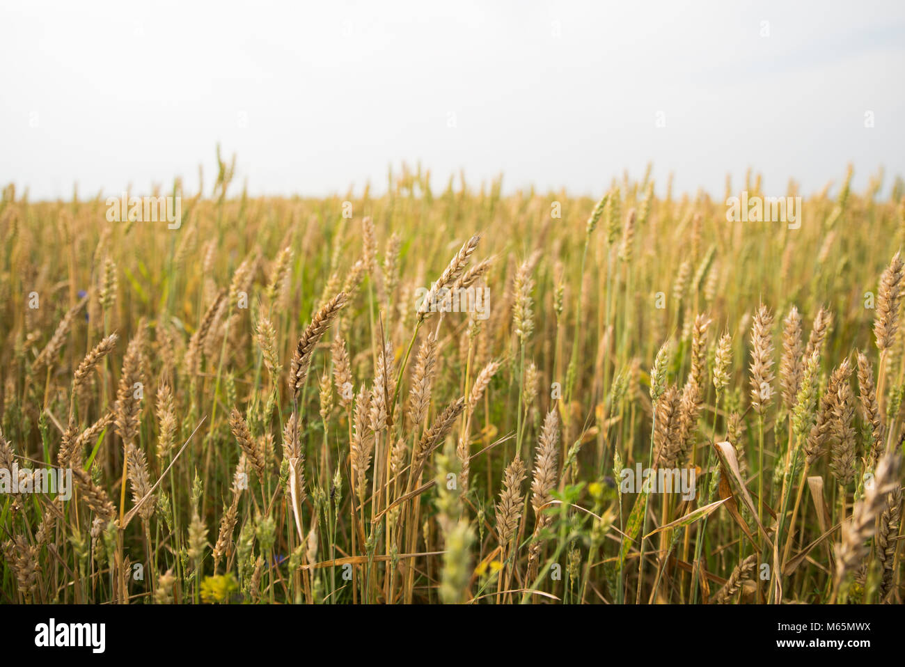 Field of nature Stock Photo - Alamy