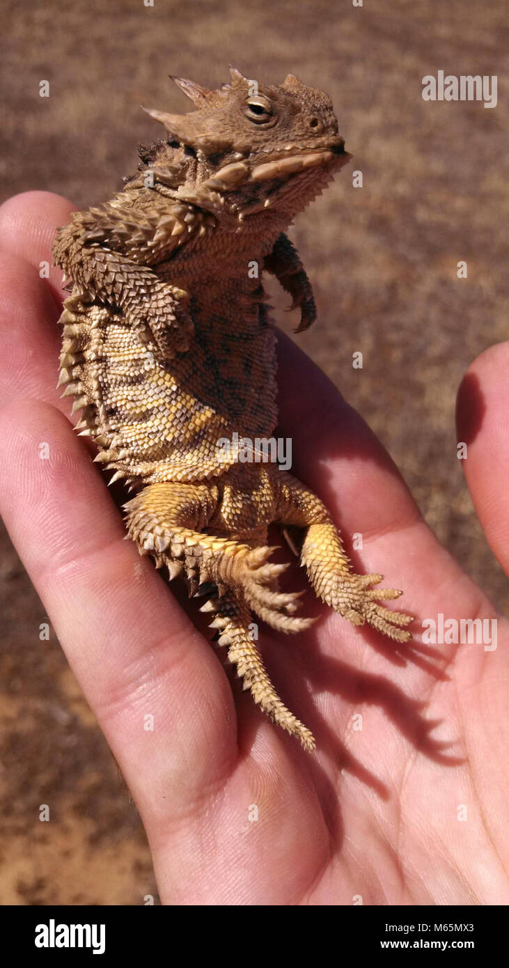 Horned lizard blood hi-res stock photography and images - Alamy