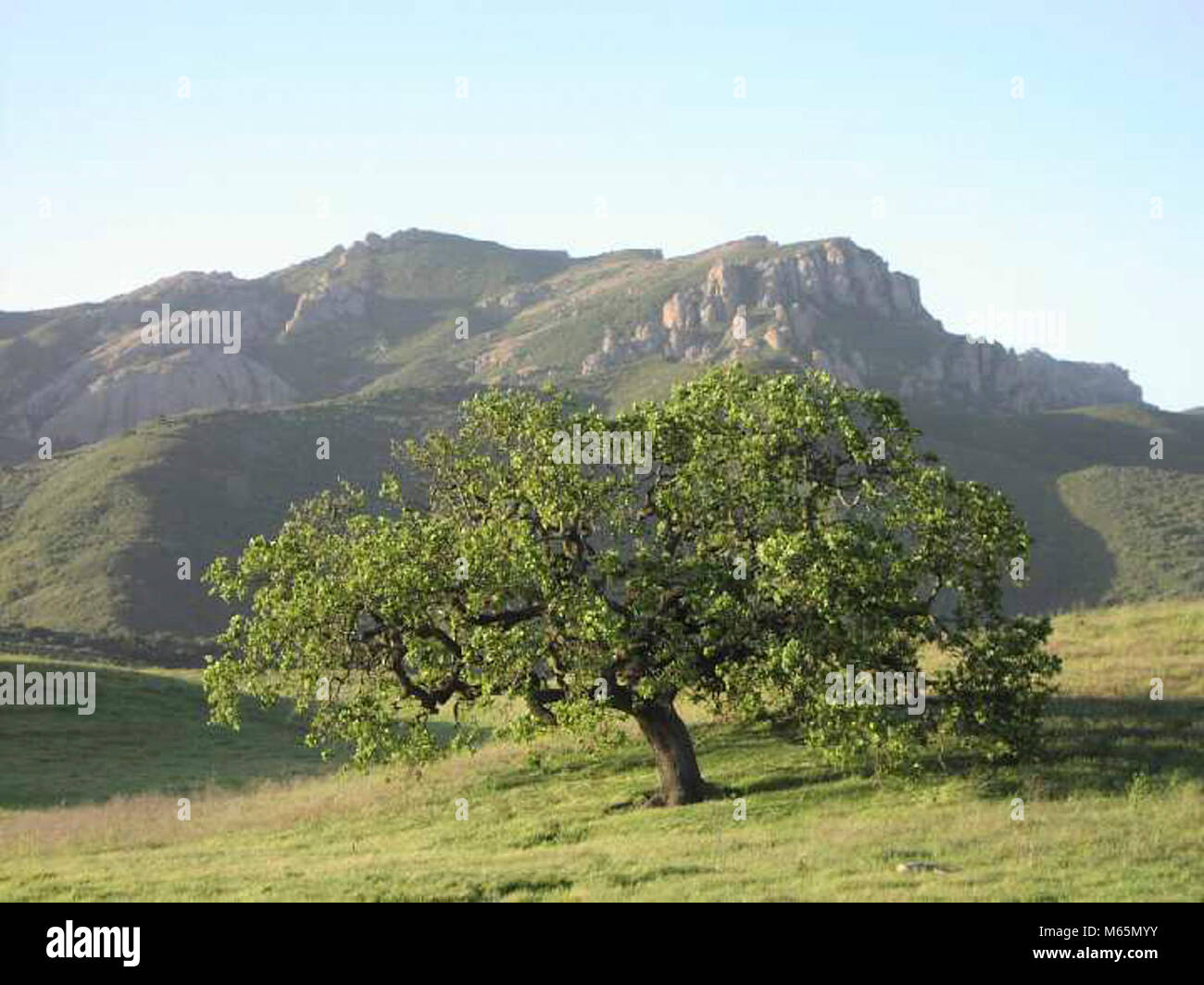 Boney Mountain in Spring Stock Photo - Alamy