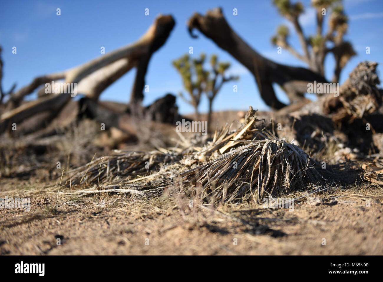 Burned Joshua Tree Stock Photo - Alamy
