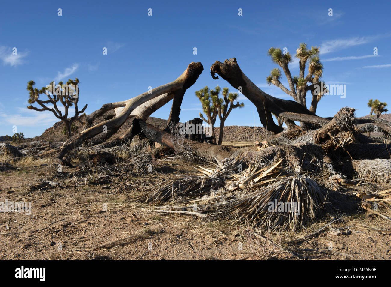 Burned Joshua Tree Stock Photo - Alamy