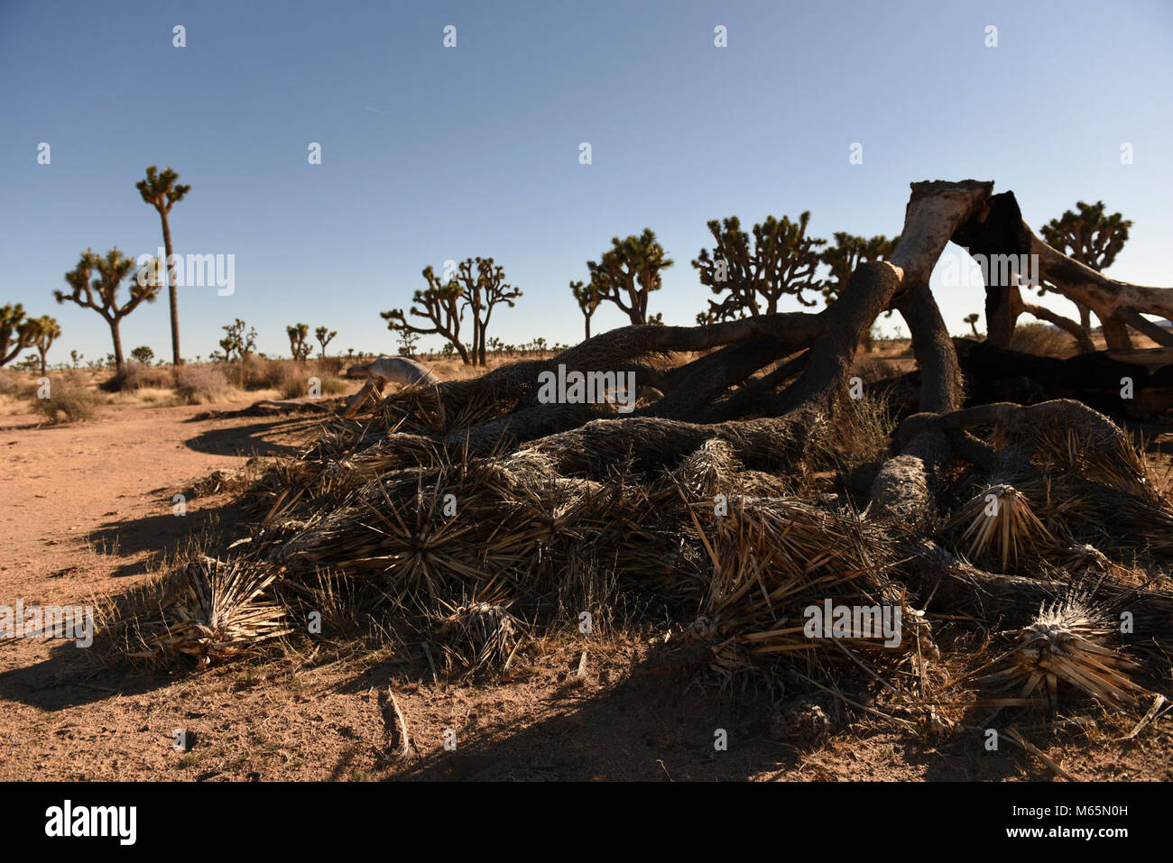 Burned Joshua Tree Stock Photo - Alamy