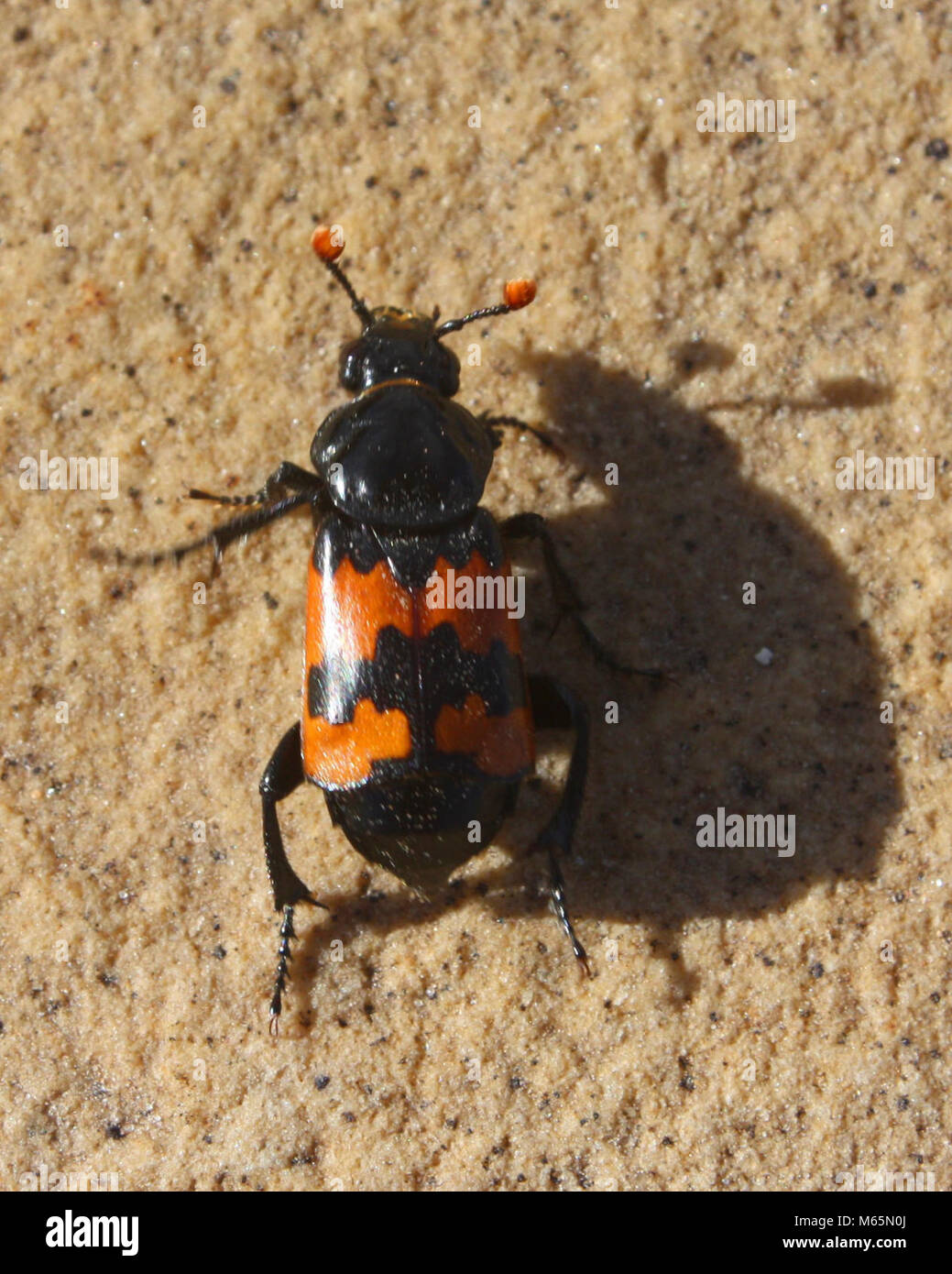 American burying beetle hi-res stock photography and images - Alamy