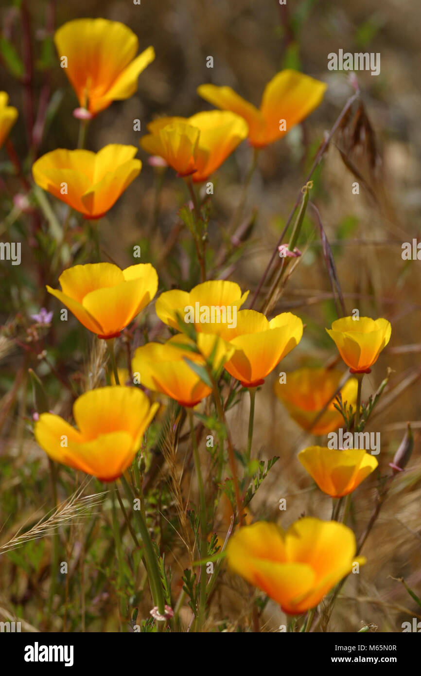 Californias native flora hi-res stock photography and images - Alamy