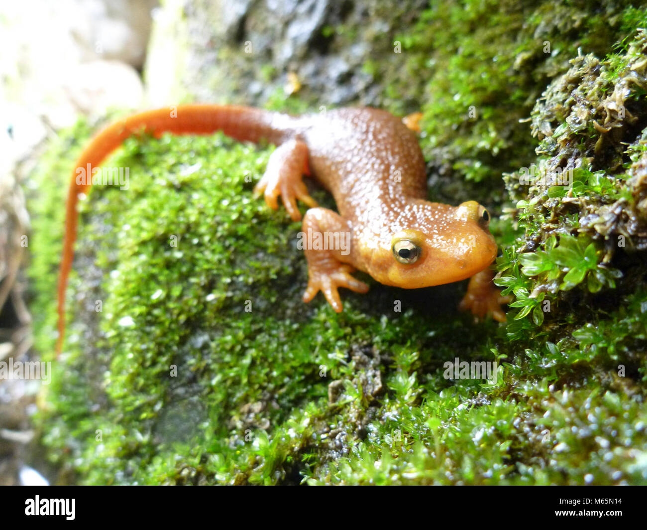 California Newt. Found in Ramirez Canyon within the Santa Monica ...
