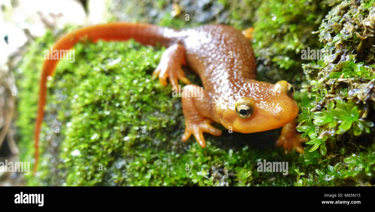California Newt. Taricha torosa. If you come across this species of ...