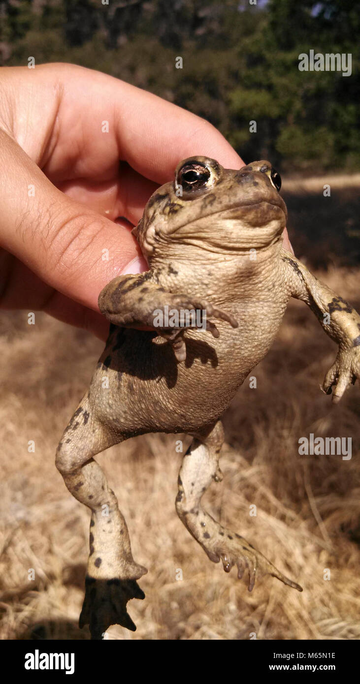 California Toad. A common species occupying a wide variety of habitats ...