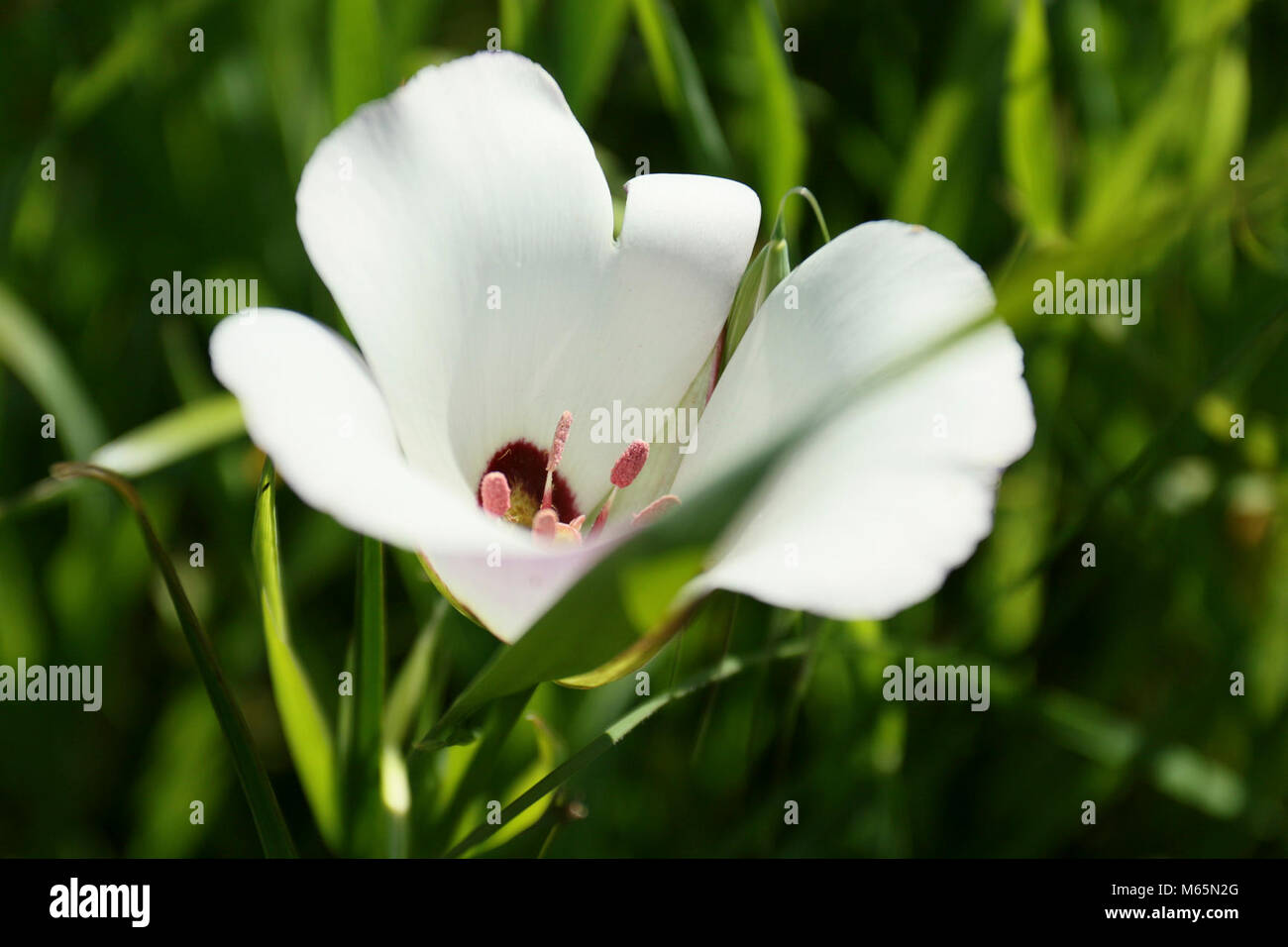 Catalina Mariposa Lily, Calochortus catalinae Stock Photo - Alamy