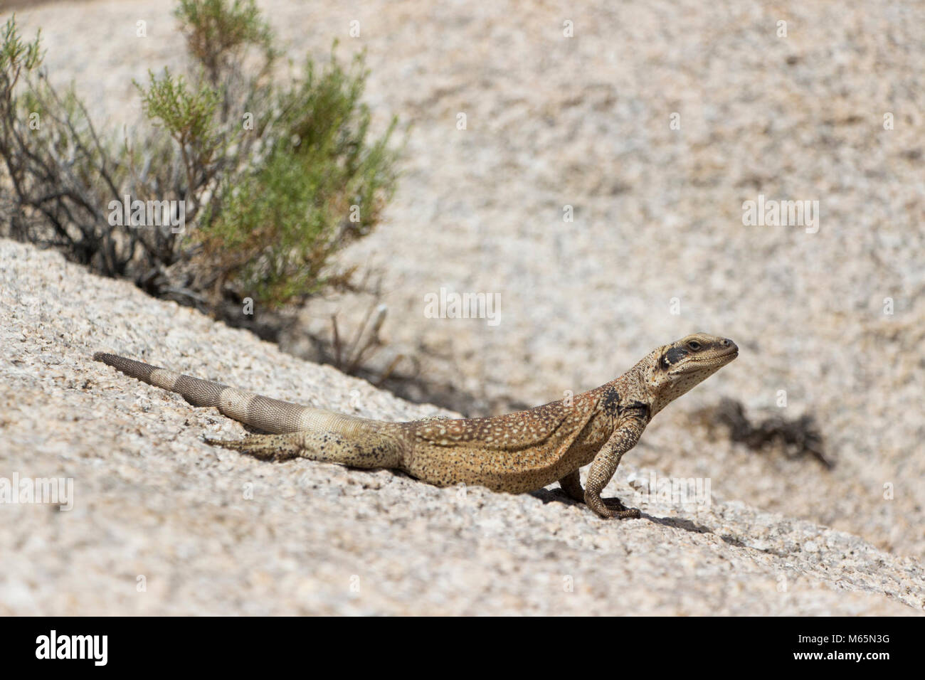 Chuckwalla (Sauromalus ater) at White Tank Campground Stock Photo - Alamy