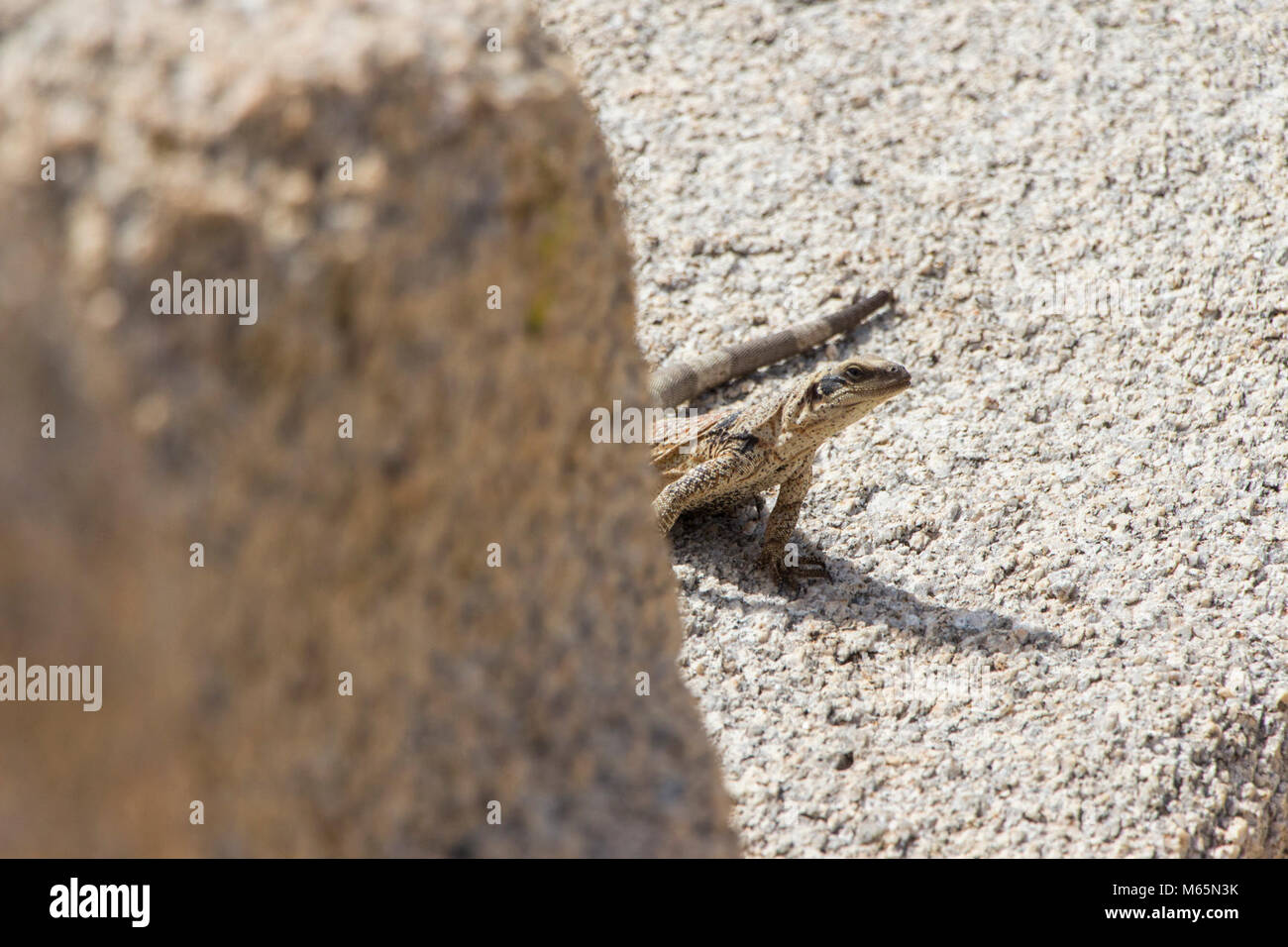 Chuckwalla (Sauromalus ater) at White Tank Campground Stock Photo - Alamy