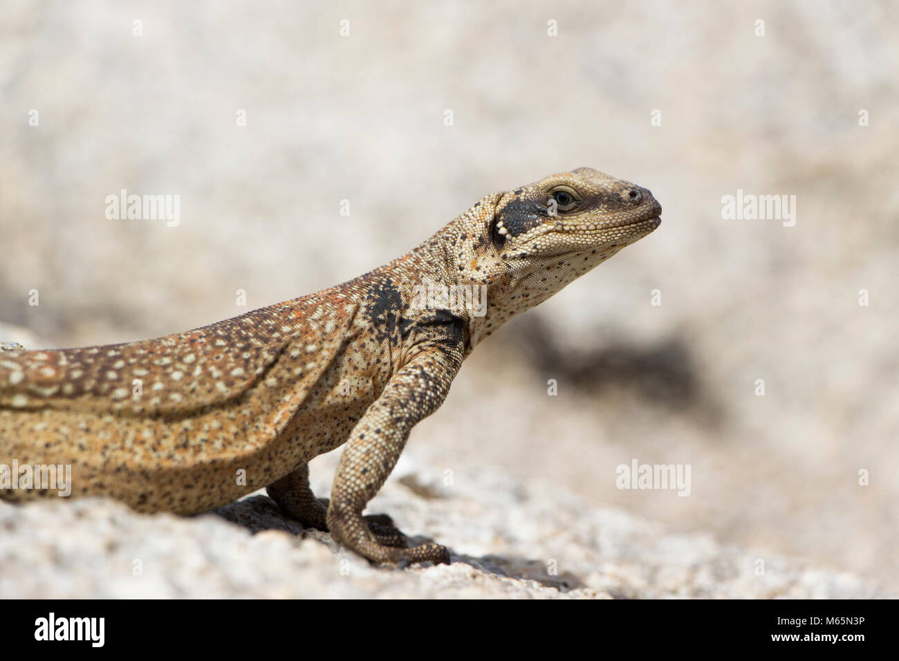 Chuckwalla (Sauromalus ater) at White Tank Campground Stock Photo - Alamy