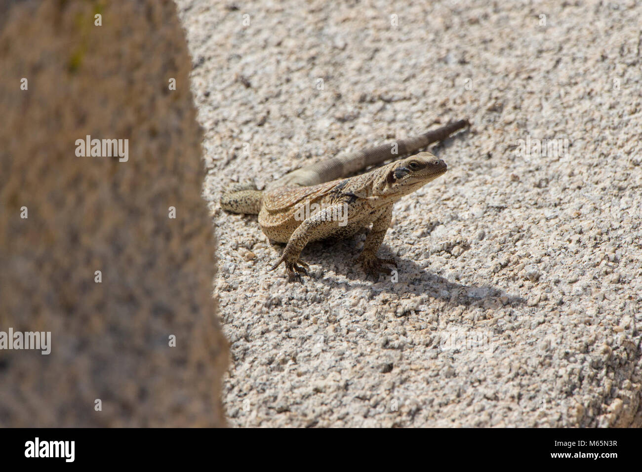 Chuckwalla (Sauromalus ater) at White Tank Campground Stock Photo - Alamy