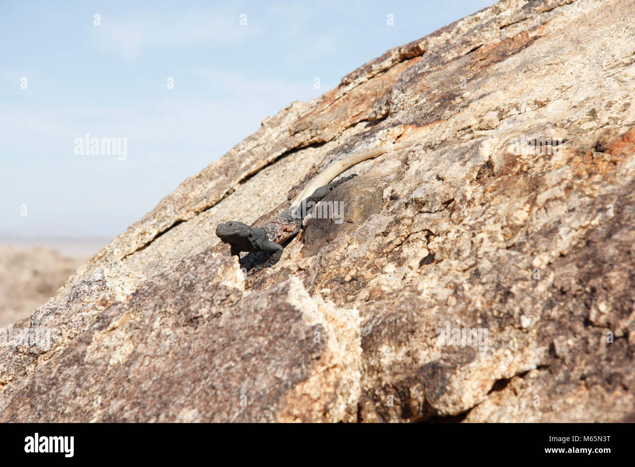 Chuckwalla national monument hi-res stock photography and images - Alamy