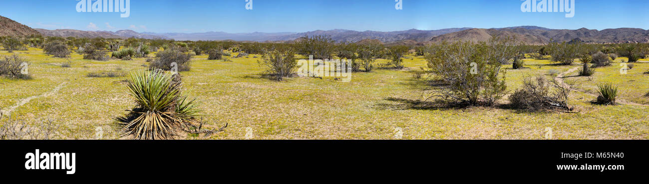Cinchweed blooming near Wilson Canyon; 8715 Stock Photo - Alamy