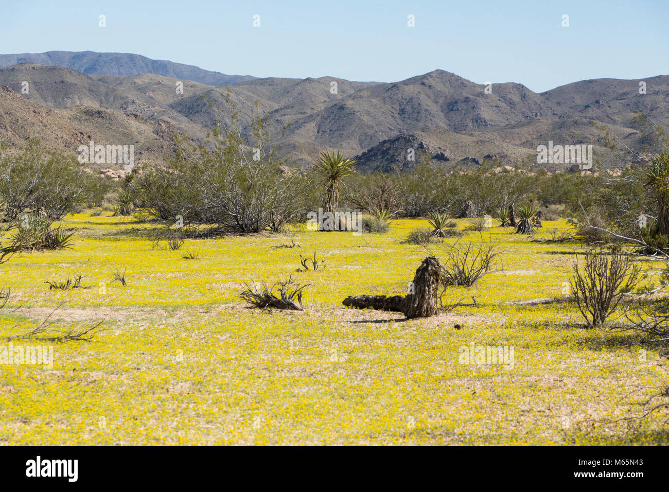 Cinchweed blooming near Wilson Canyon; 8715 Stock Photo - Alamy