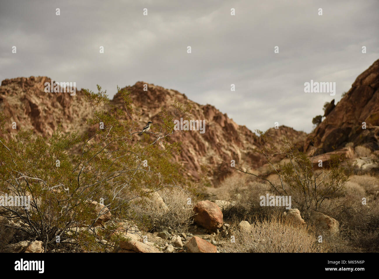 Coxcomb Mountains and Loggerhead Shrike Stock Photo - Alamy