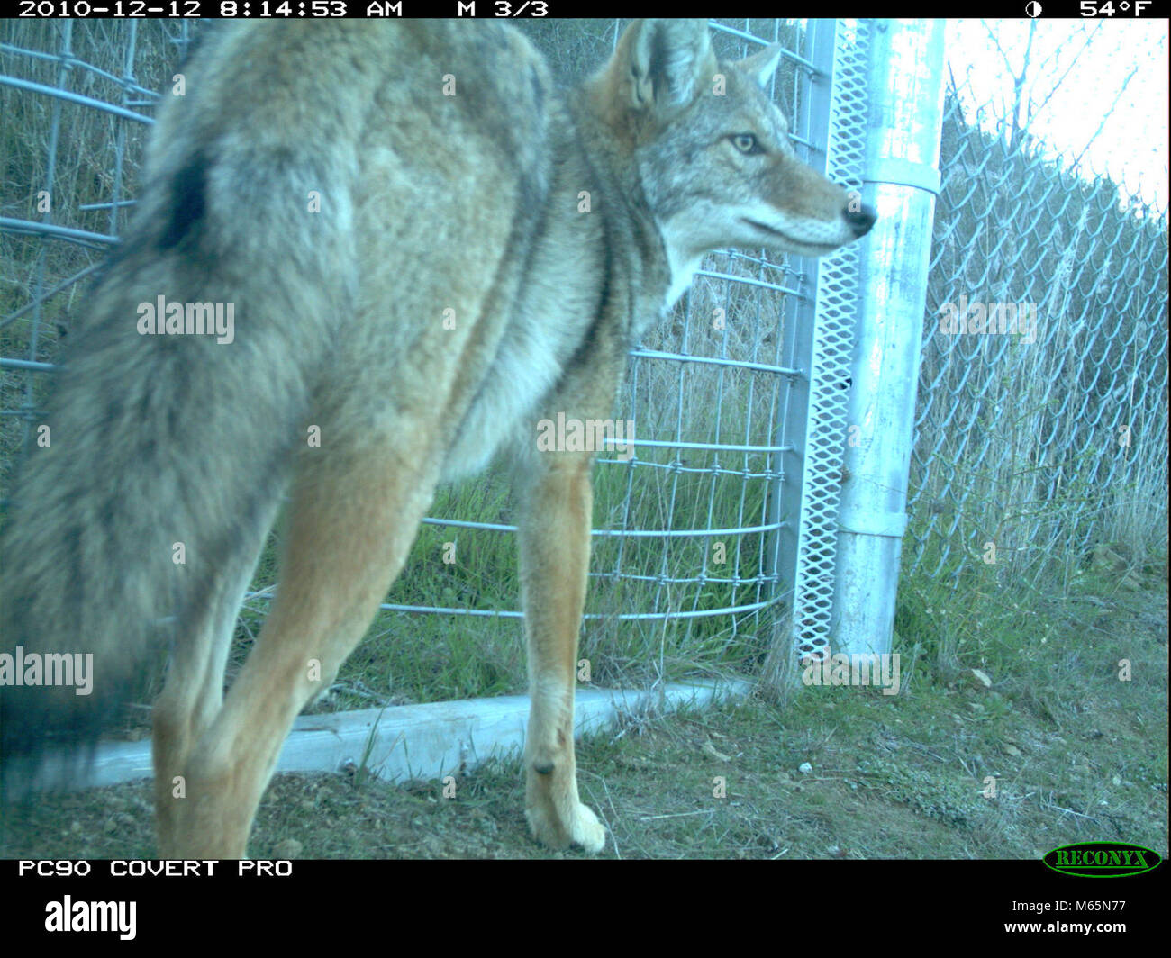 Coyote at the One-Way Gate. A coyote at the one-way gate near the 23 ...