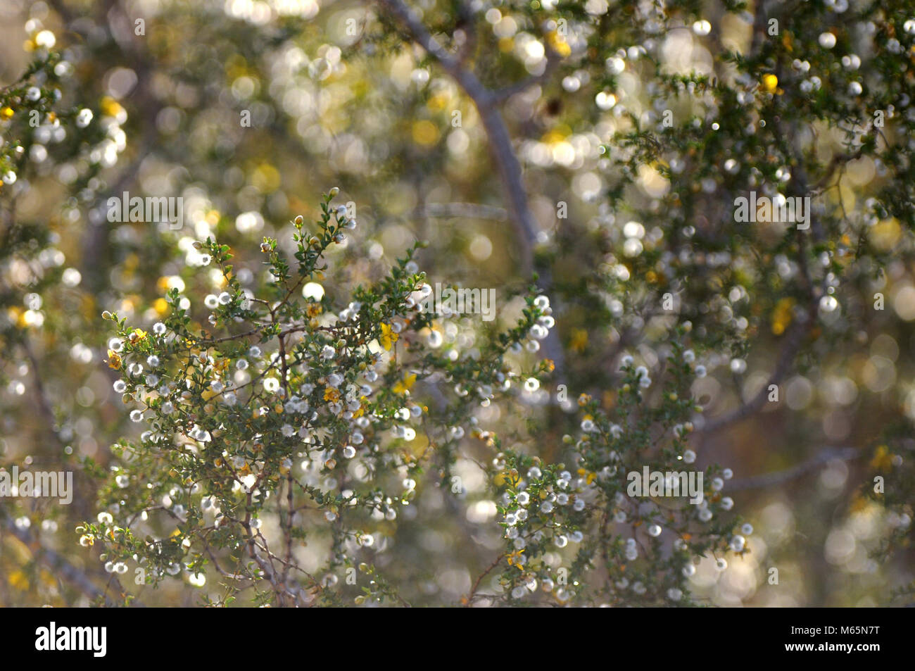 Creosote bush in bloom Stock Photo - Alamy