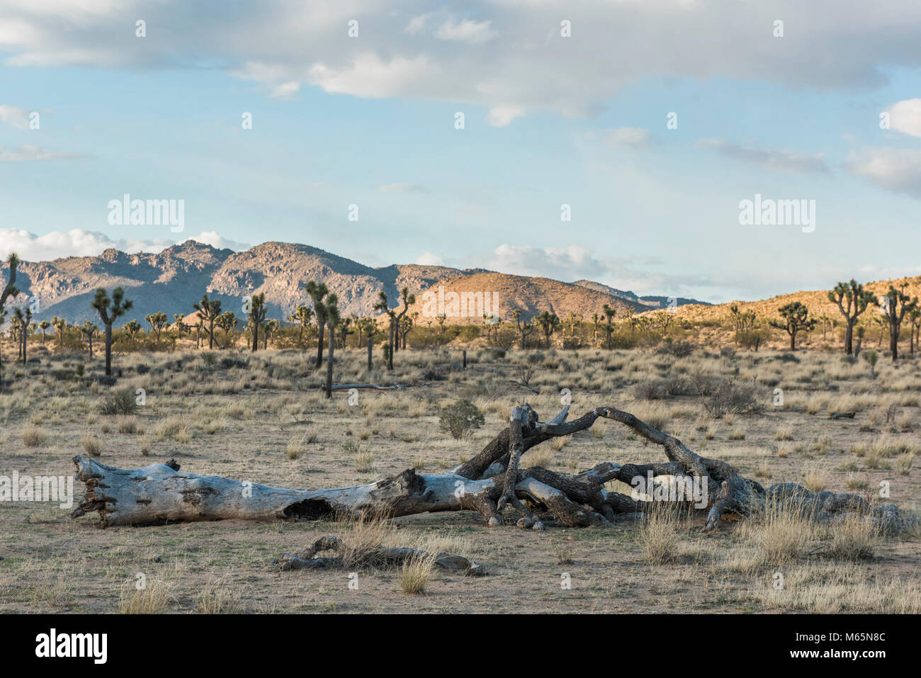 Dead Joshua tree in Queen Valley Stock Photo - Alamy