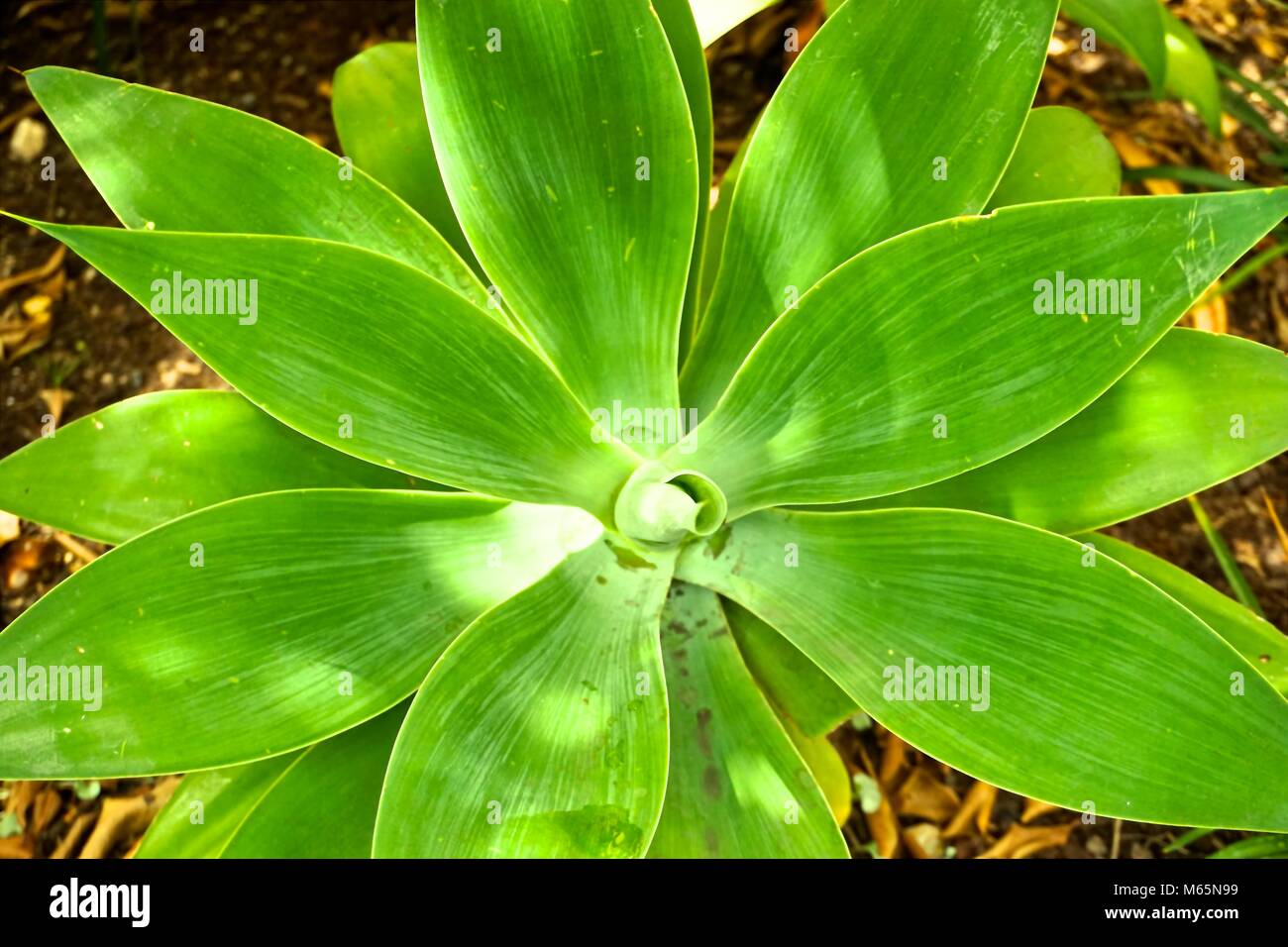 Geometric plants by nature Stock Photo - Alamy