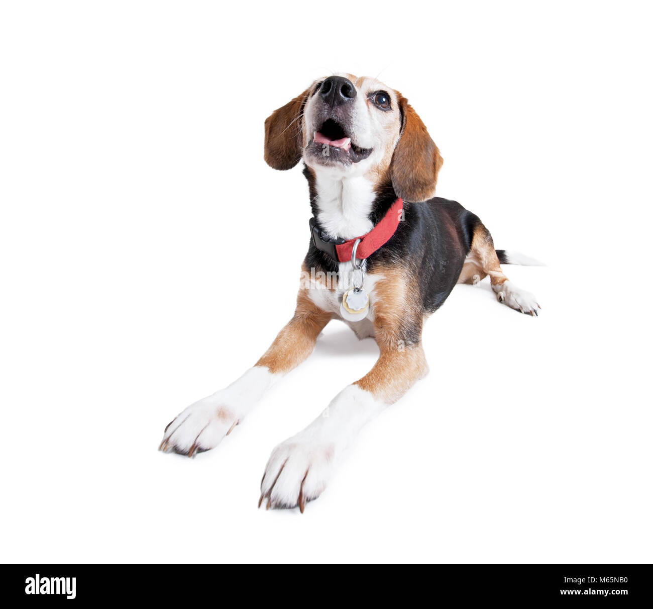 cute beagle wearing a red collar looking up studio shot isolated on a ...