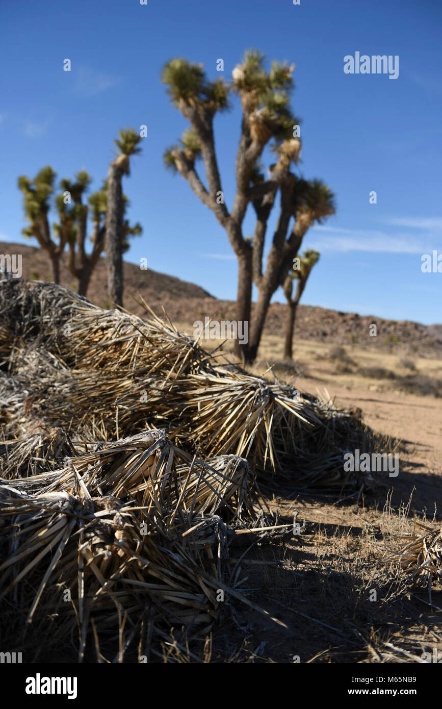 Fallen Joshua Tree Stock Photo - Alamy