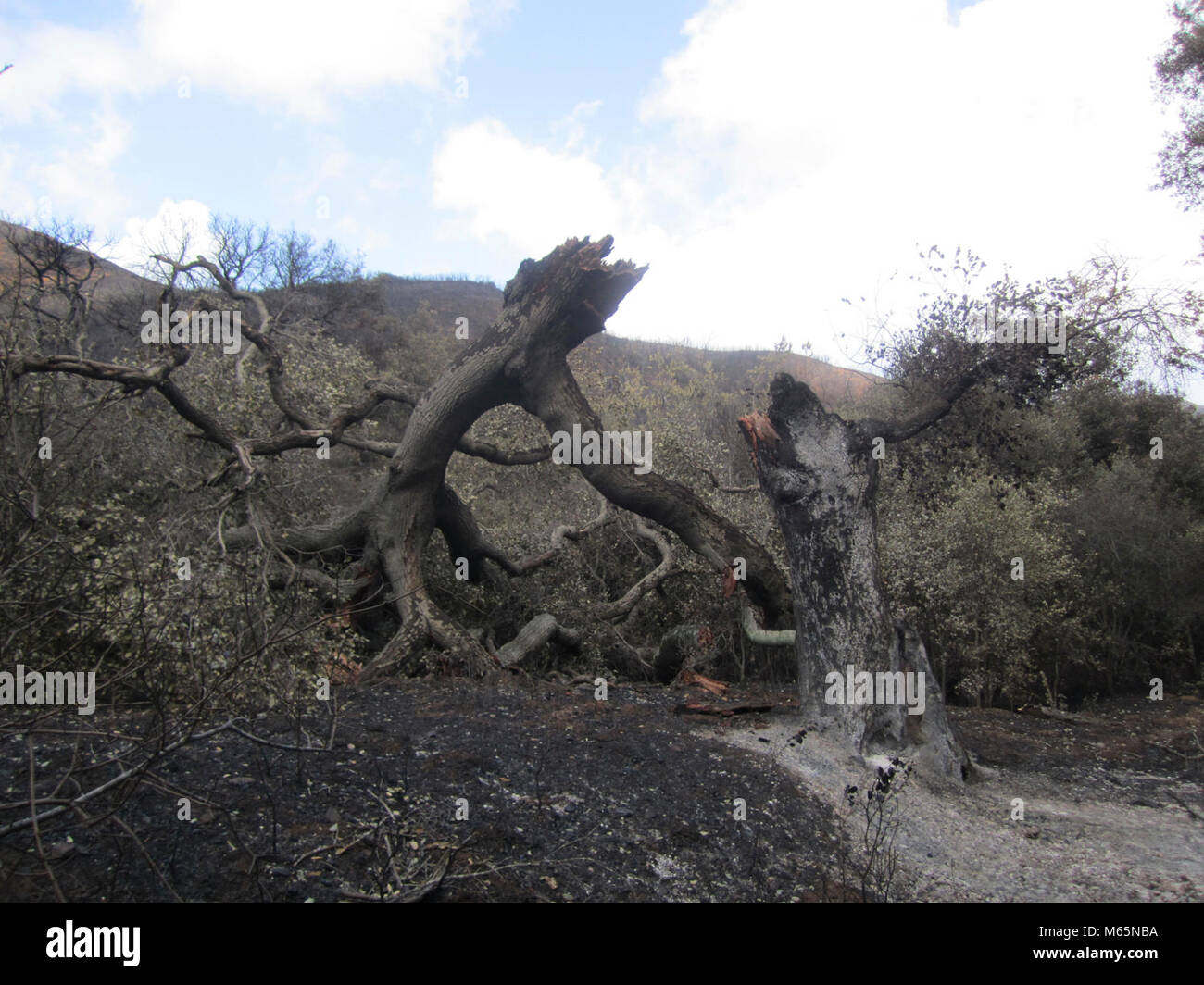 Los angeles tree volunteer hi-res stock photography and images - Alamy