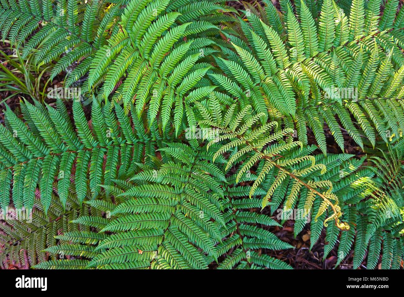 Palms ferns hi-res stock photography and images - Alamy
